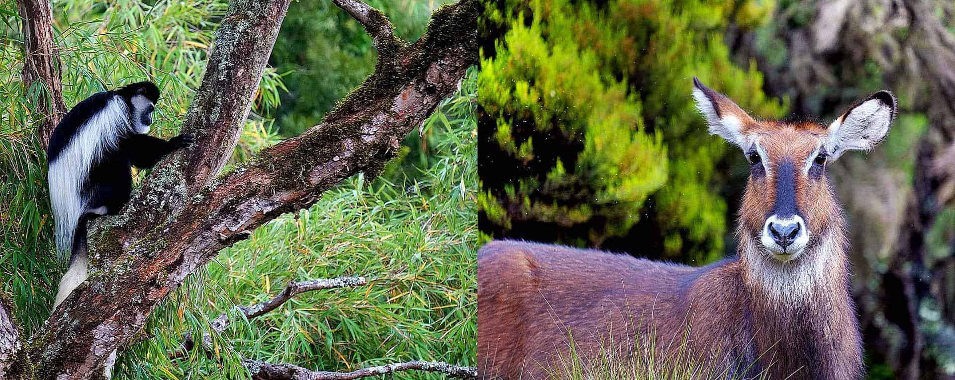 Treetops Lodge, Aberdare - Kenya - AfricanMecca Safaris & Tours