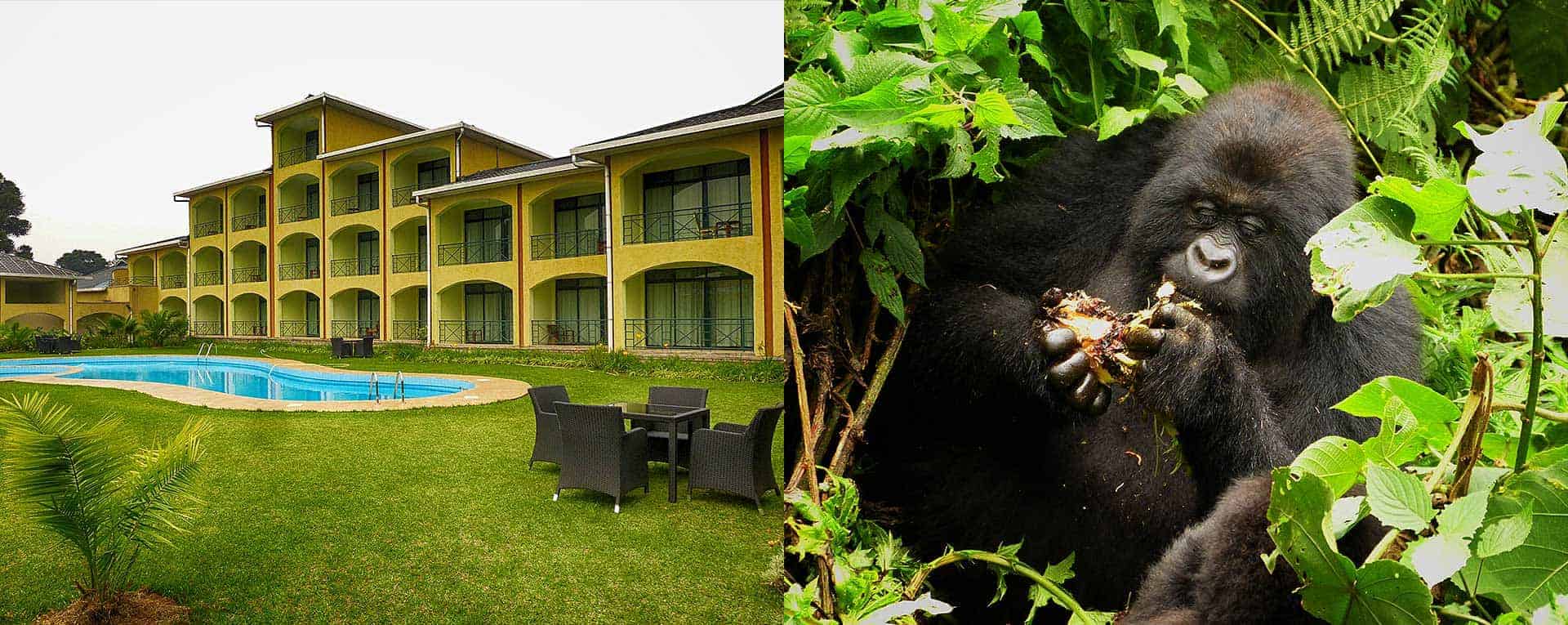 Where To Stay In Volcanoes Park National Park (Rwanda Gorilla Treks ...