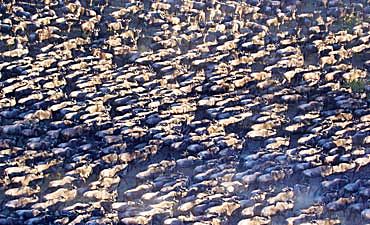 Simple Map For Wildebeest Migration In Serengeti - Tanzania ...